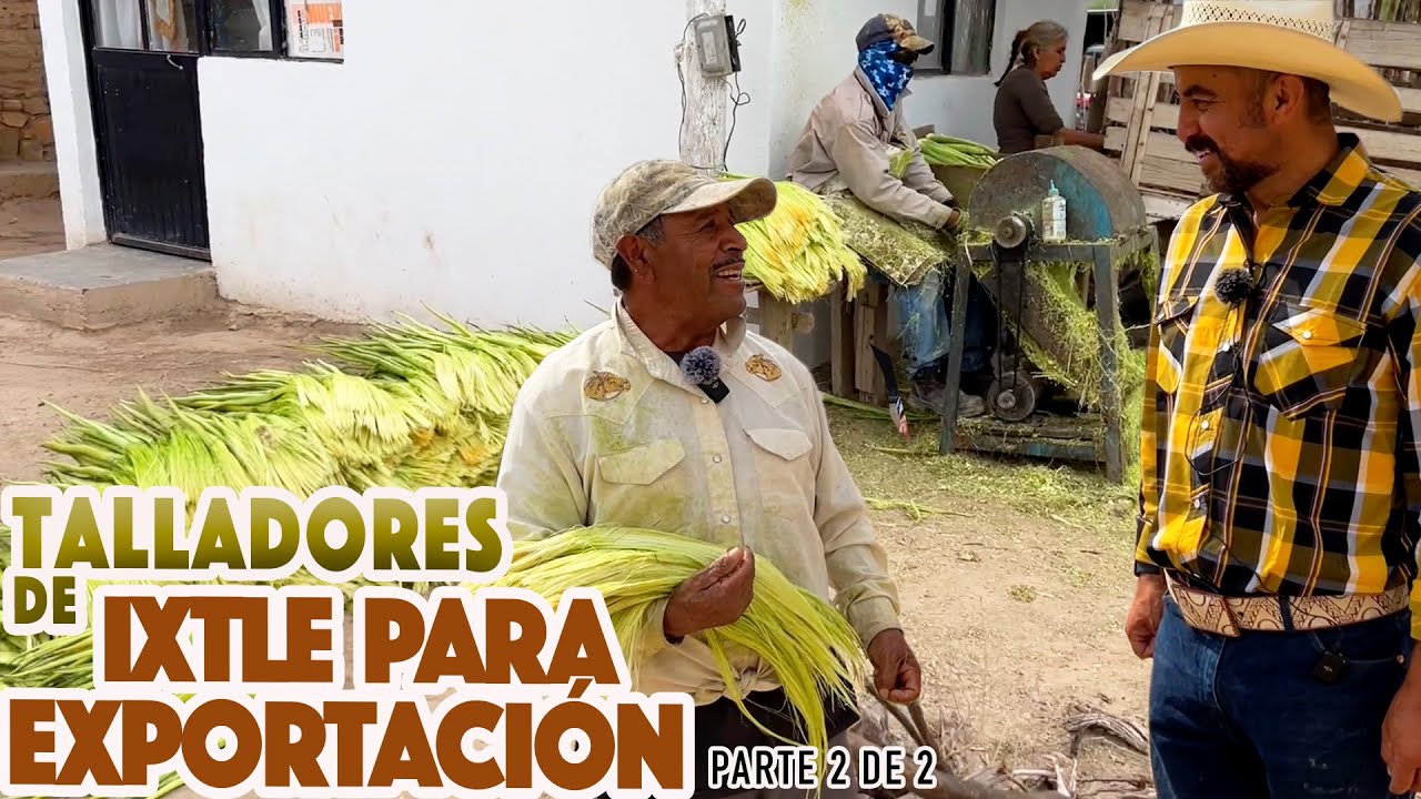 EL IXTLE ES UN REGALO de la naturaleza y es BIEN PAGADO parte 2/2 - YouTube