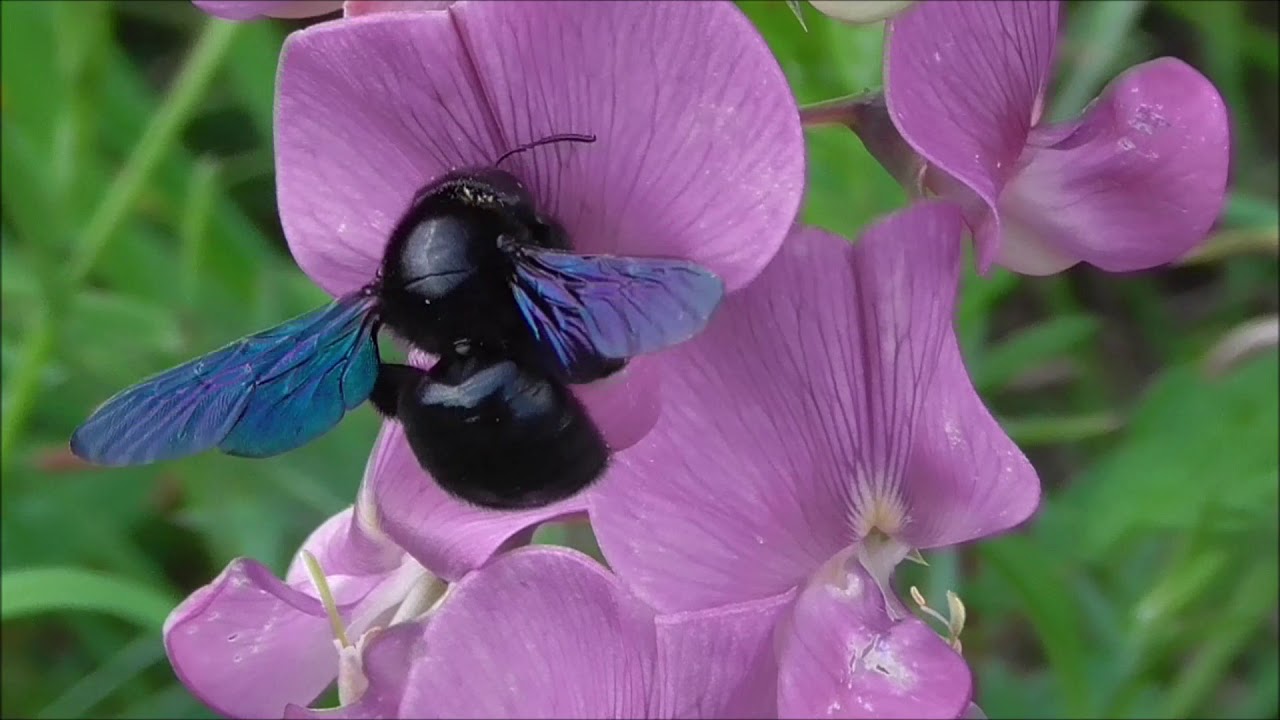 Very Big Wild Bees! / Violet Carpenter Bee / Blauschwarze Holzbiene ...
