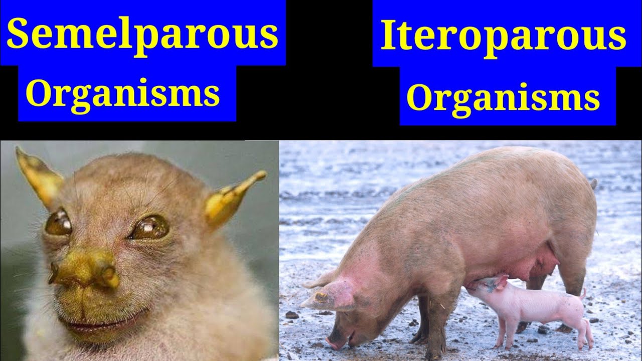 Semelparous And Iteroparous Organisms In Hindi/Urdu. - YouTube