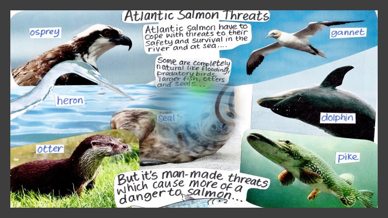 Atlantic Salmon Lifecycle Lesson - YouTube