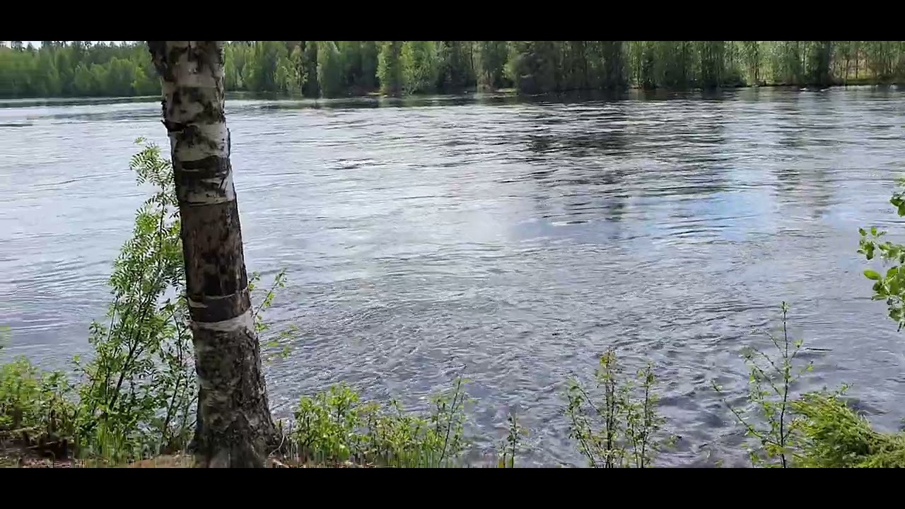 Finnish summer 🇫🇮 and 16 year old Jeri dog 🦮 - YouTube