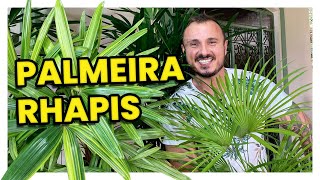 PALMEIRA RÁFIA - CONHEÇA E APRENDA COMO CUIDAR DA SUA R... | Doovi
