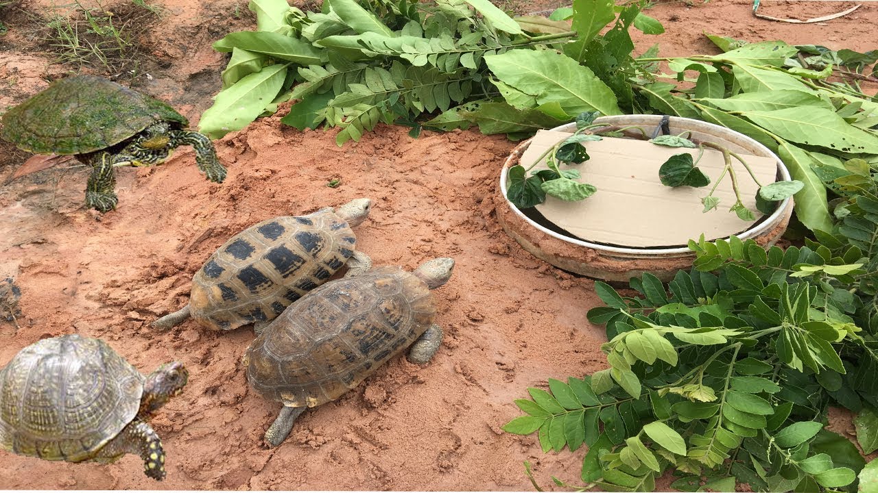 Wow Awesome 2 Creative Mans Make Turtle Trap Using Water Bucket Deep wow-awesome-2-creative-mans-make-turtle-trap-using-water-bucket-deep