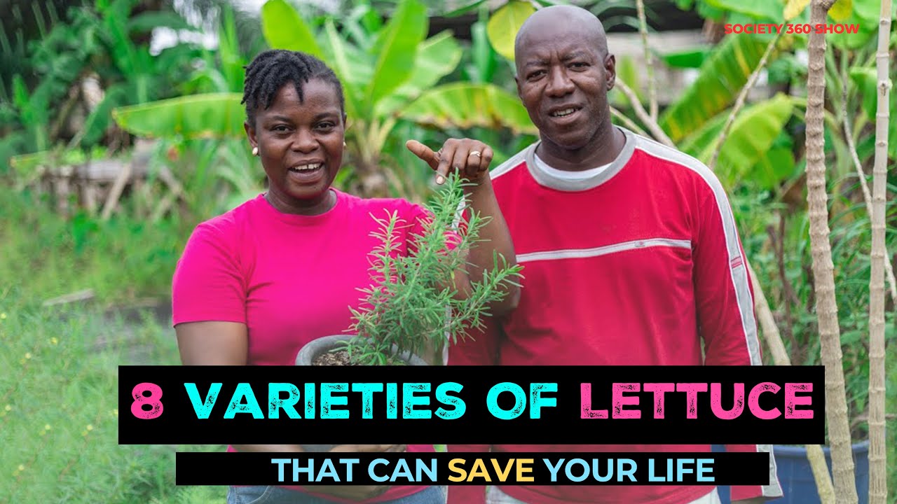 These Eight Varieties Of Lettuce Can Save Your Life. Health First ...