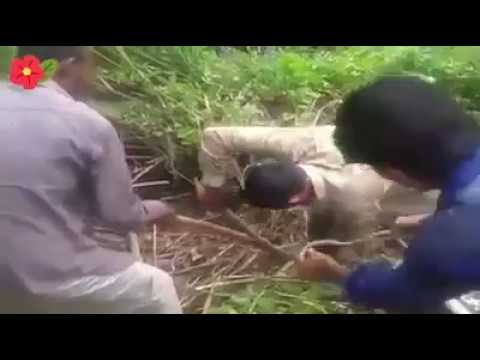 Python Snake Eats Drunk Man In Bangladesh - YouTube