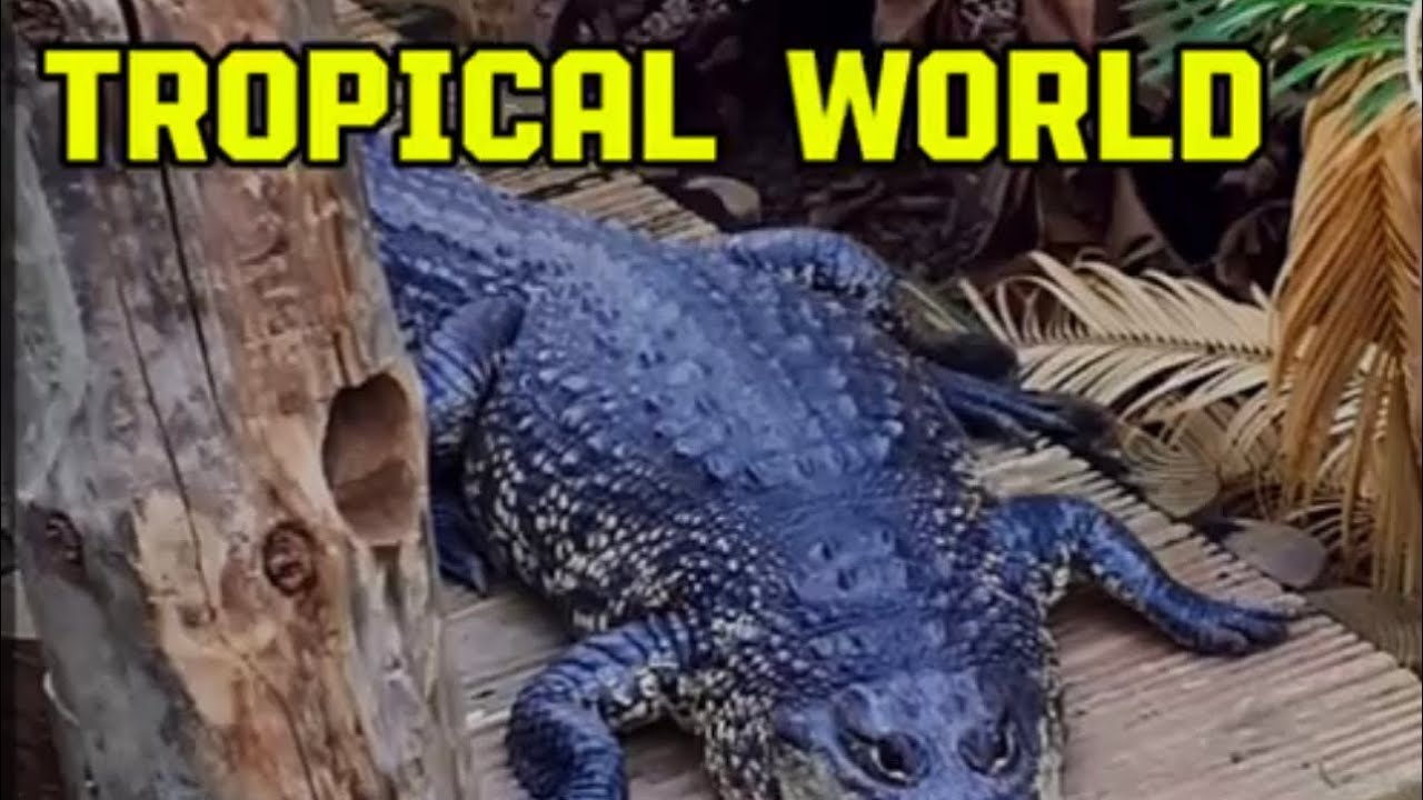 A tour of tropical world Leeds 2024 - YouTube