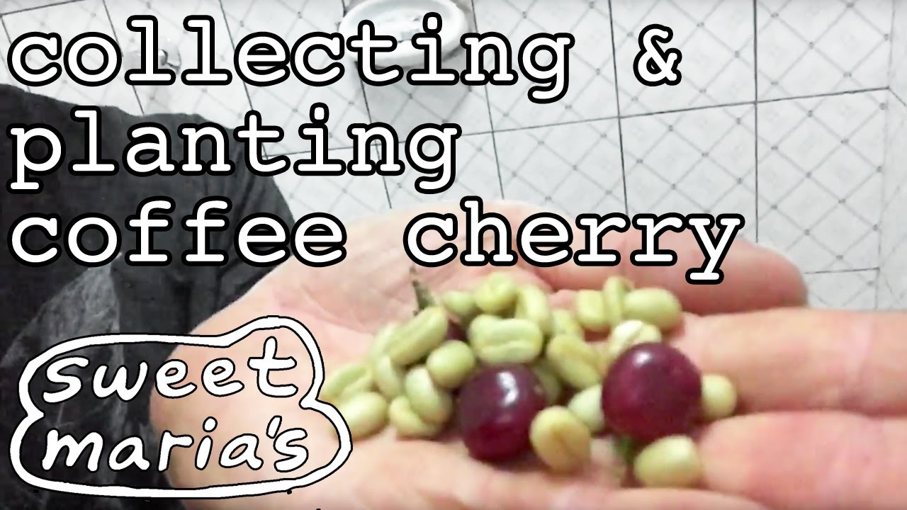 Collecting and Planting Coffee Cherry - YouTube