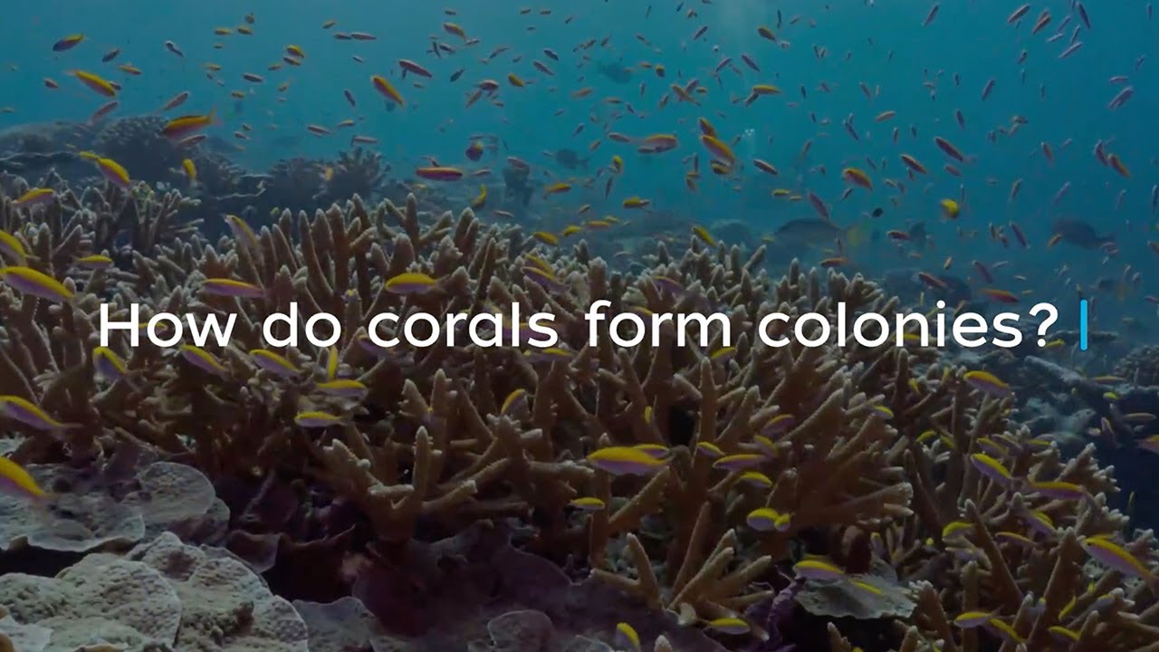 How do corals form colonies? - YouTube