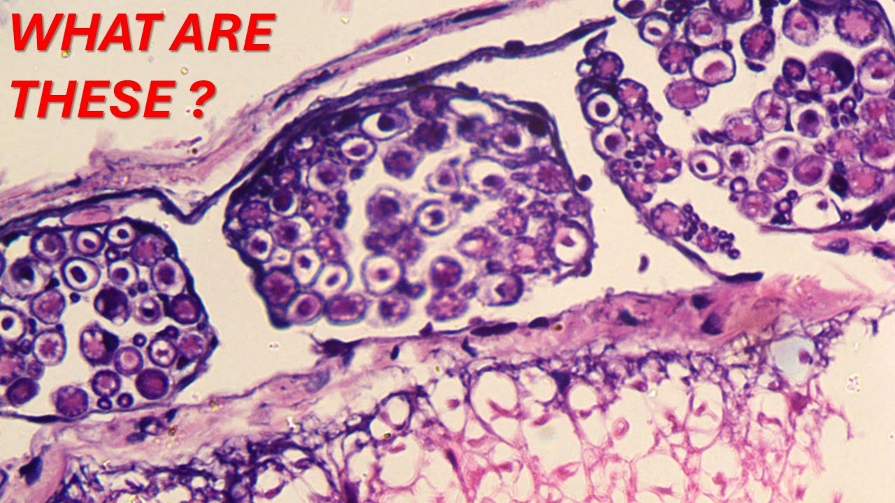 Amazing Spinal Cord Tissue Structure! Under the Microscope - YouTube