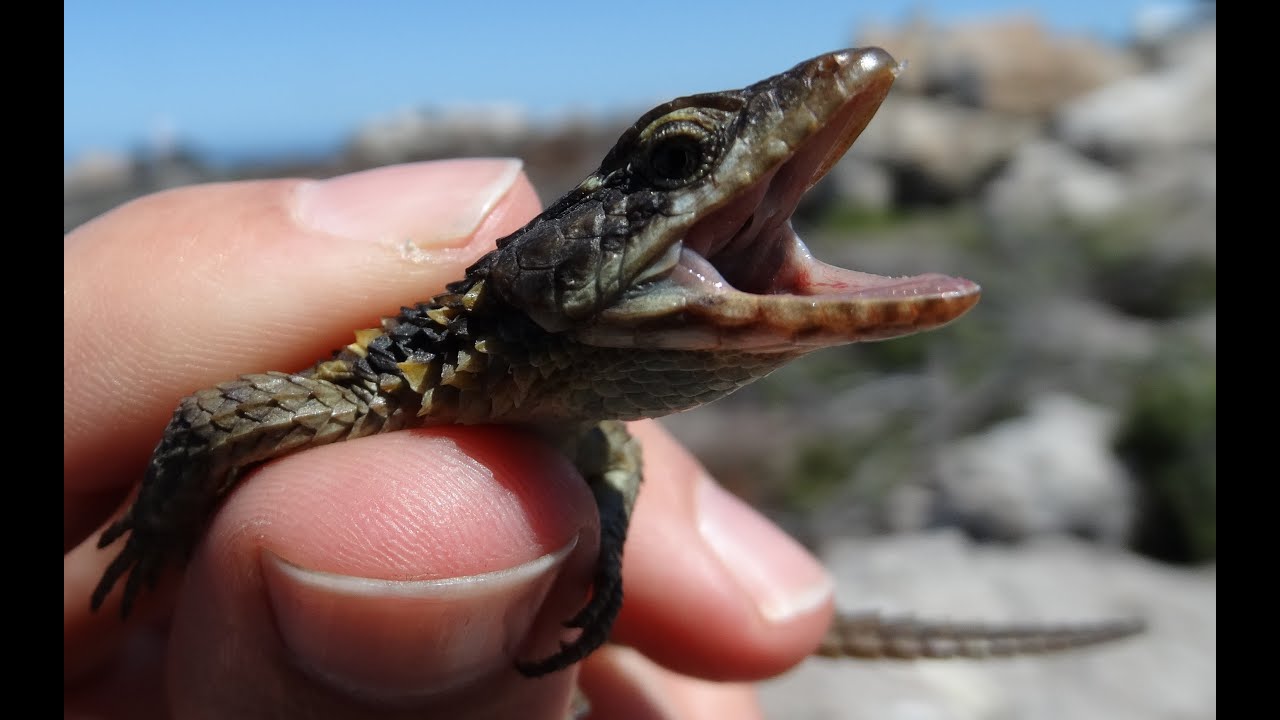 Herping in South Africa 2016 | Catching Wild Lizards - YouTube