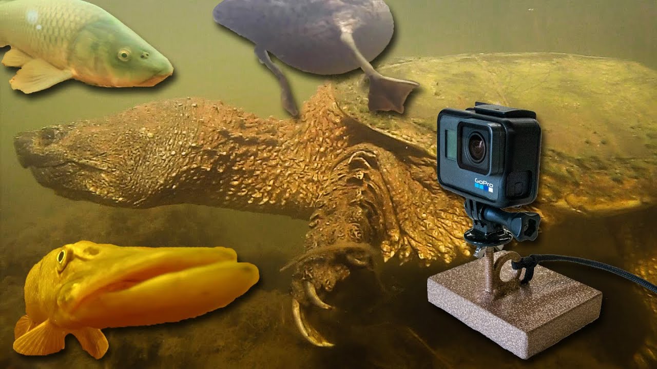 Filming Aquatic Scenes with the Steel Anchor - Underwater Camera Mount ...