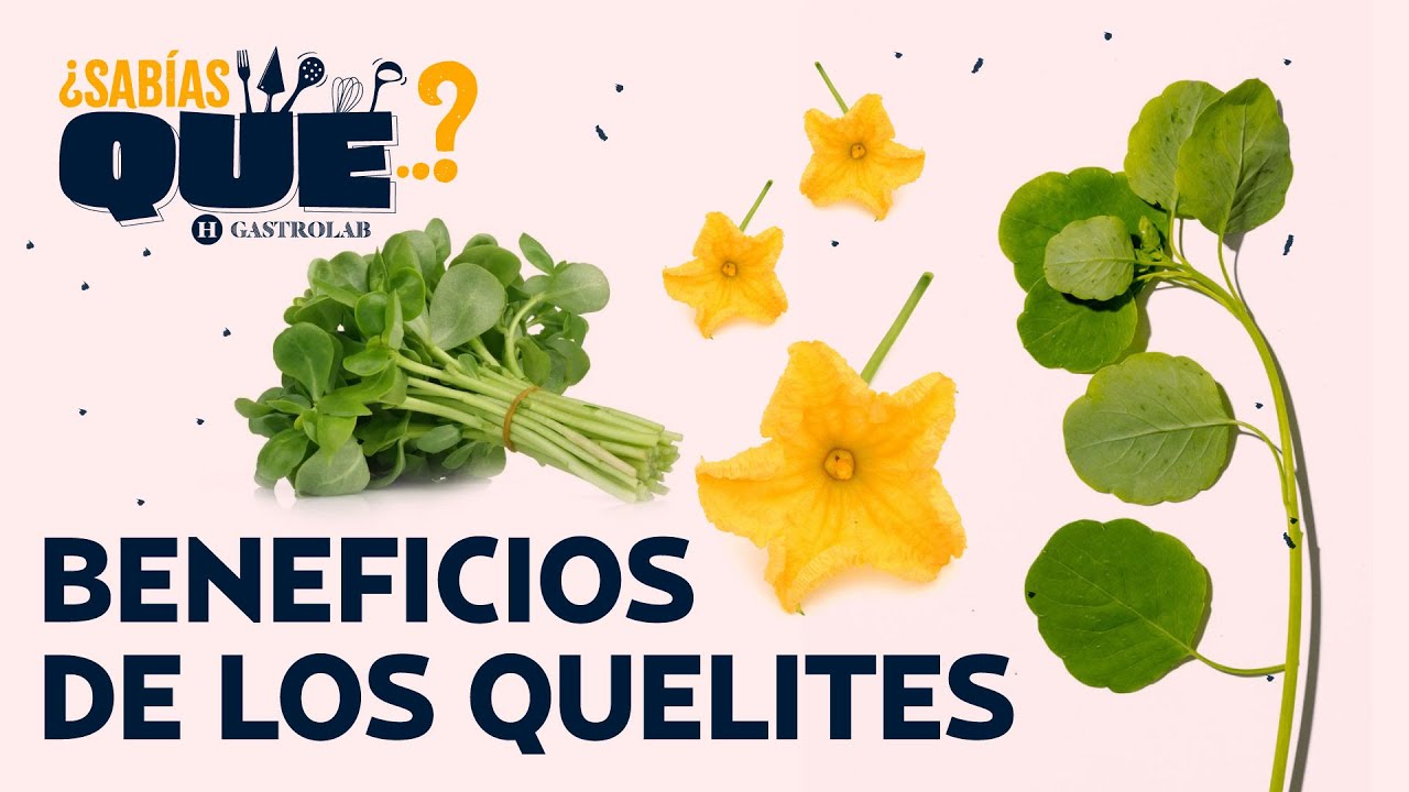 ¡Quelites ricos en Omega 3 y buenos para aliviar dolores! Conoce sus ...