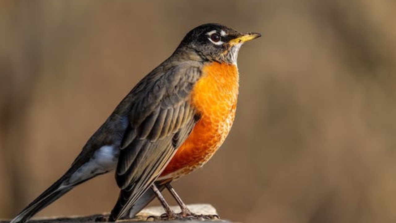 American Robin sounds | American Robin singing | Robin calls - YouTube