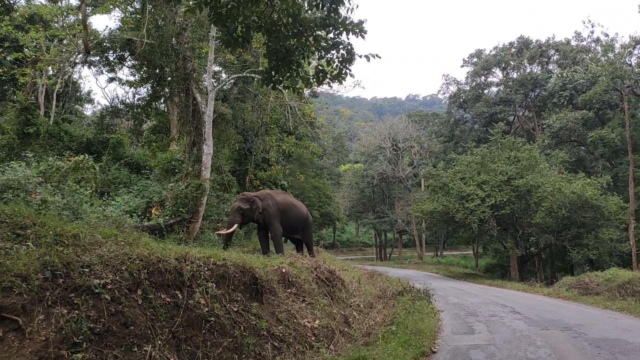 Wild elephant road side in coorg /peeriyapttan-maldare road side ...