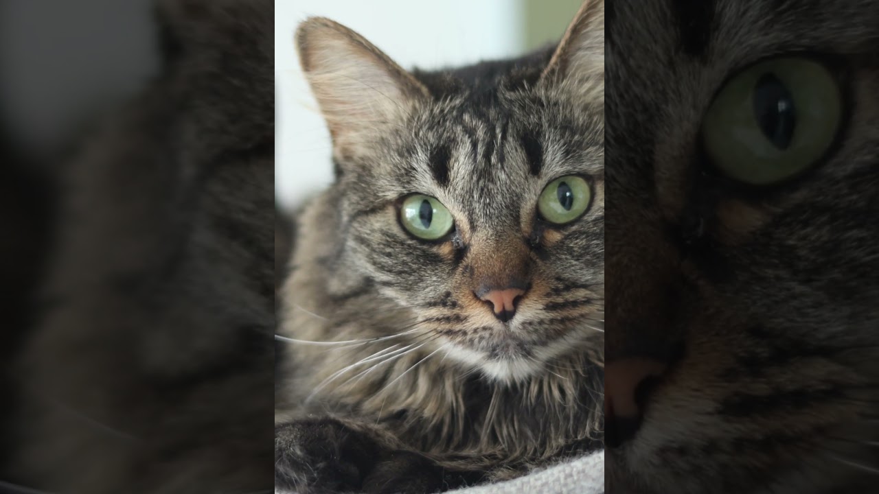 8 Adorable Short Legged Cats: Meet the Cutest Felines!