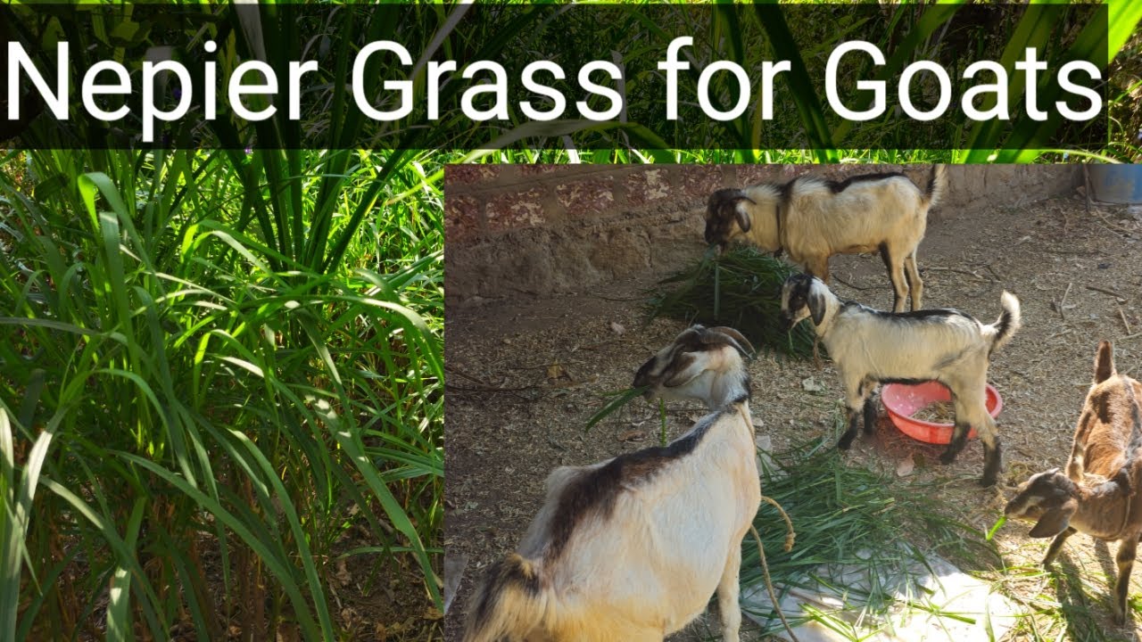 Nepier Grass for Goats | Green fodder for goats | goat farming - YouTube