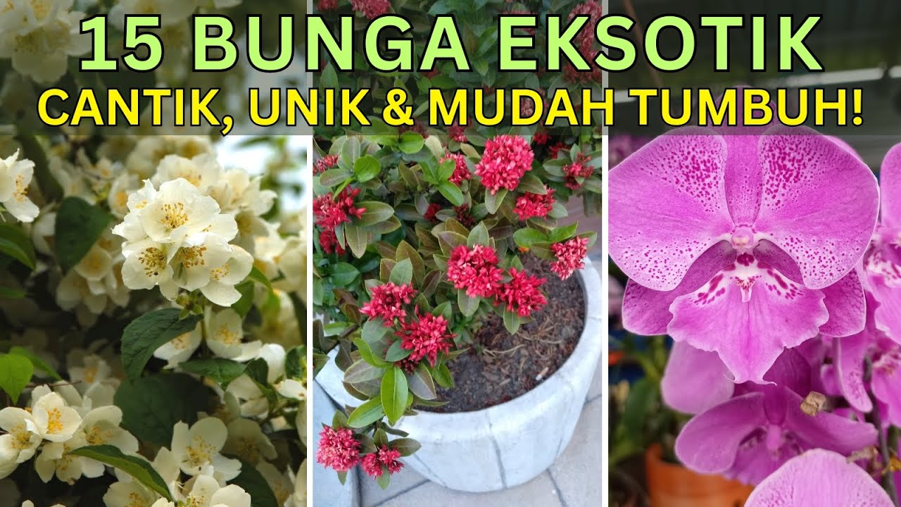 15 Bunga Eksotik yang Bikin Halaman Rumah Tampak Berkelas: Cantik, Unik ...