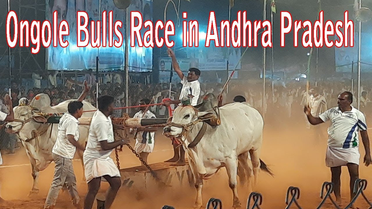 Ongole Bulls Race in Vijayawada ,Krishna District ,Andhra Pradesh ...