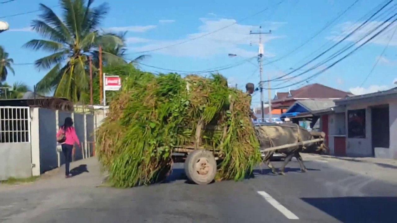 Bison Cart In Trinidad 2016 - YouTube