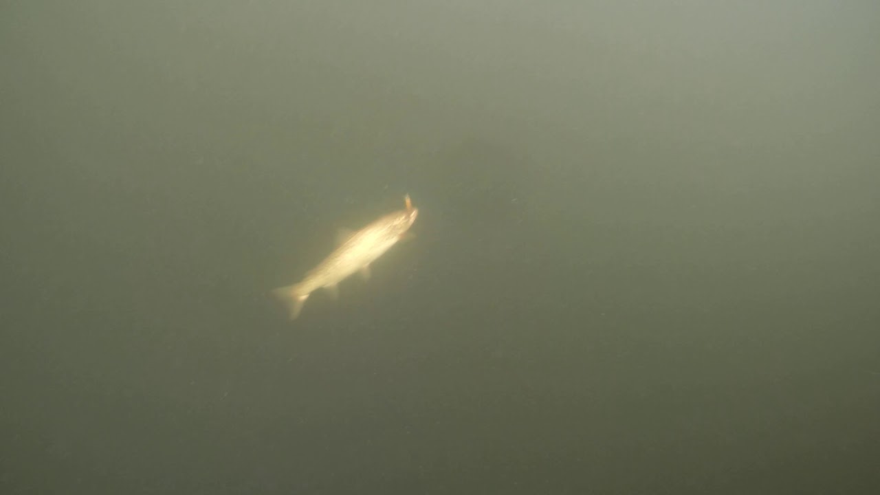 HUGE Brown trout caught on a 6 cm minnow in brown trout pattern - YouTube