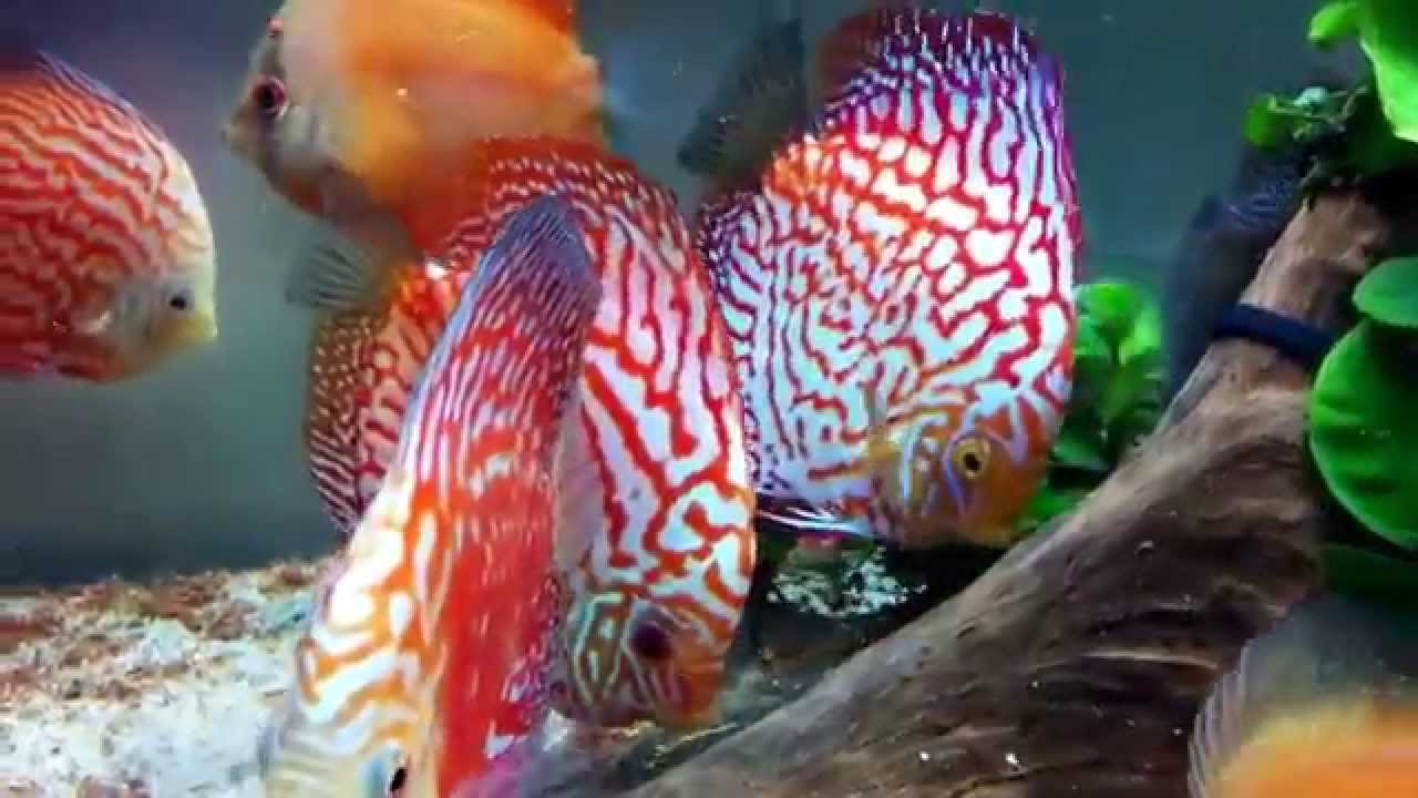 Discus Checkerboard - YouTube
