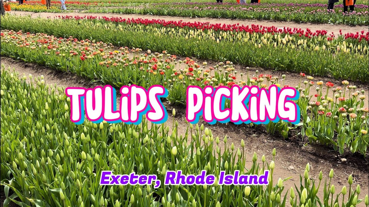 Tulips Picking at Wicked Tulips Flowers Farm in EXETER, RHODE ISLAND ...