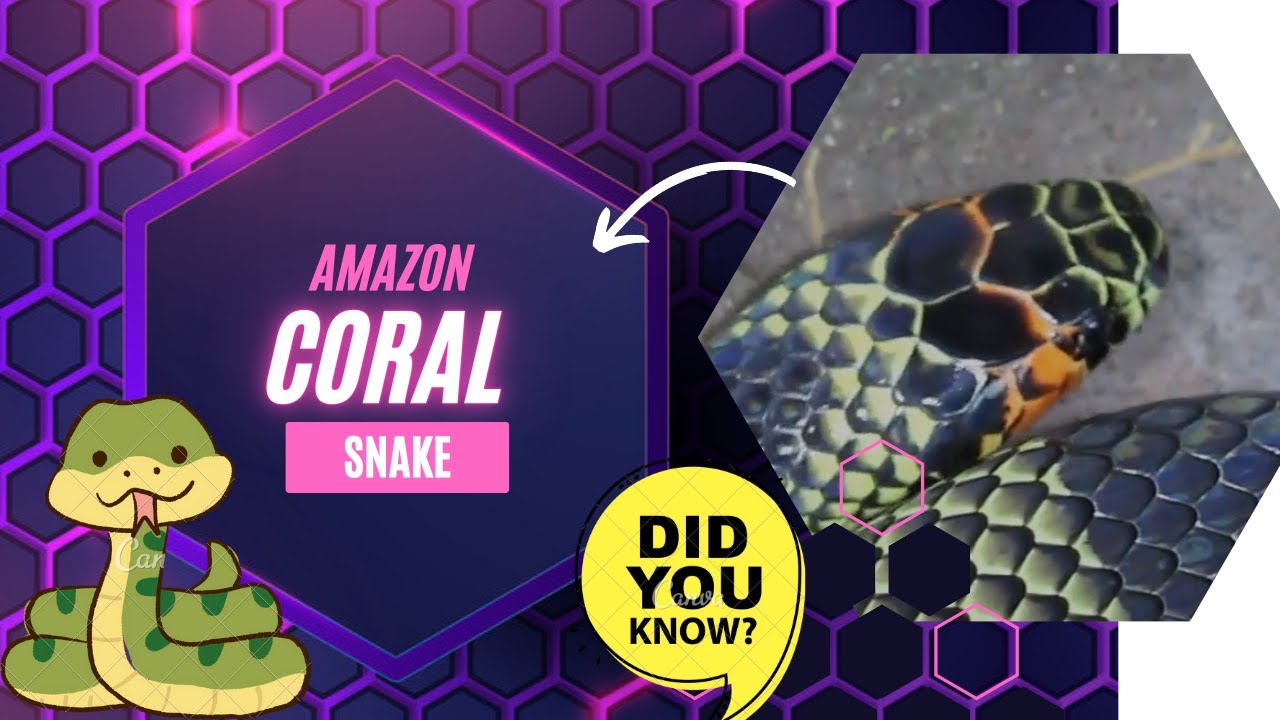 Amazon Coral Snake: The Rainforest’s Venomous Beauty | Wildlife Facts ...