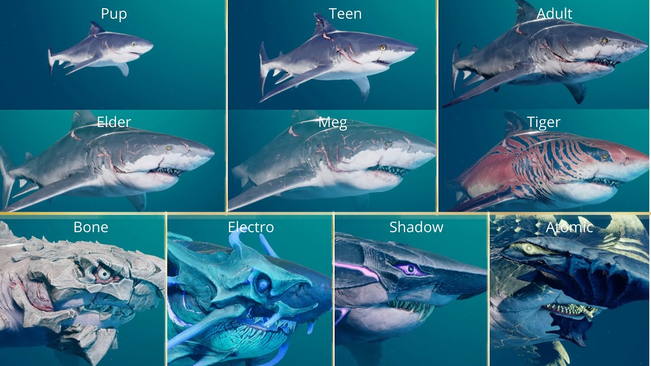 Maneater All Sharks Level Up, Evolution, Upgrades including DLC 4k ...