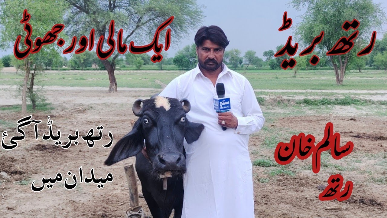 pure nili butiful Top Rath breed Bull for sale on YouTube satluj punjab ...