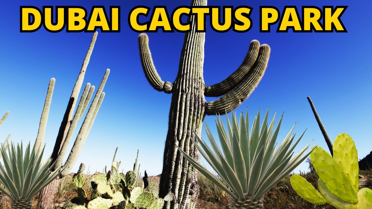 Let's explore for FREE the newest Public Park in Dubai | Cactus Park ...