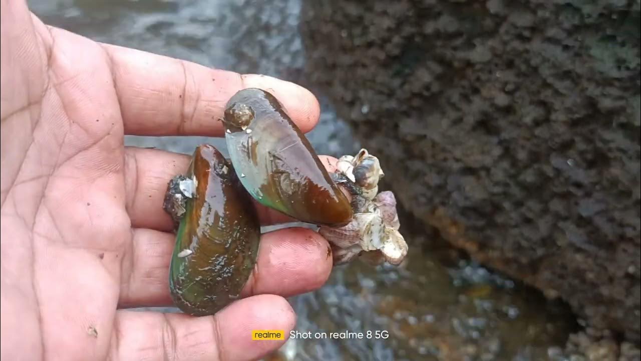 Mga tahong sa dagat mabango sa maynila may Amoy bakit kaya? - YouTube