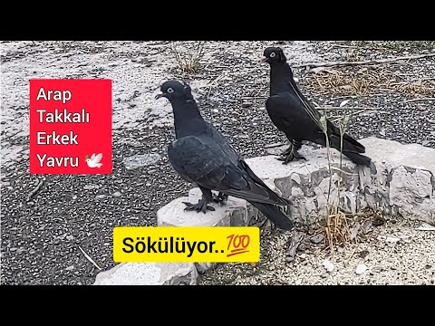 ARAP YAVRU BULUTTA SÖKÜLÜYOR BASTIRMAK ZOR OLDU ! Taklacı güvercin Oyunkuşu