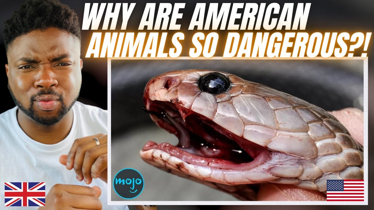 NORTH AMERICA’S MOST DANGEROUS ANIMALS! - Brit Reacts - YouTube