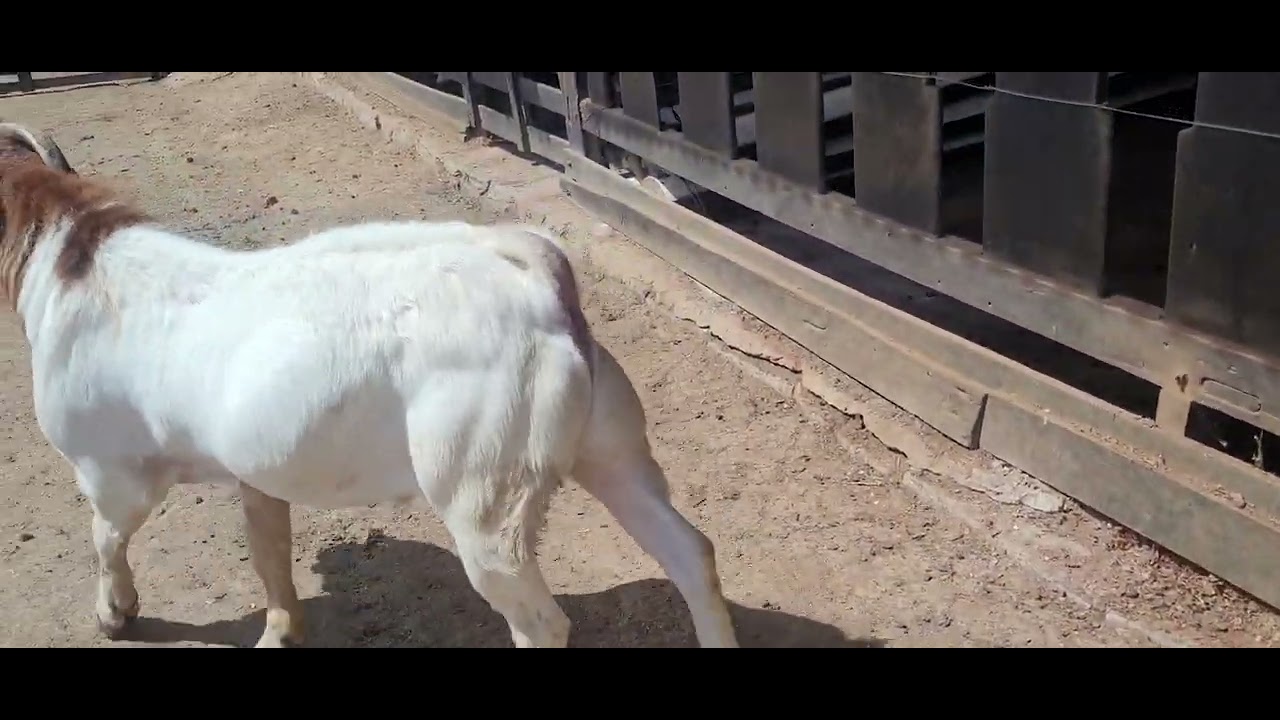Cabrito boer PO TE número 22011. filho do grande campeão nacional 2020 ...