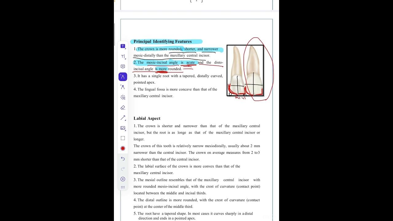 Lec4 Dental anatomy part1 - YouTube