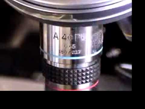 Oil Immersion Technique - YouTube