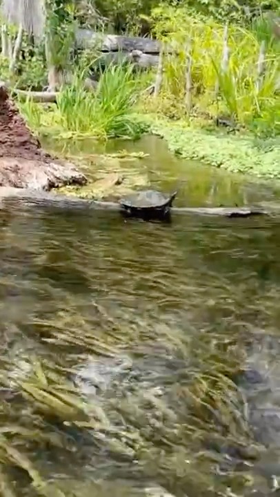 One Brave Turtle #florida #springs #turtle #solarpowered #Floridalife ...