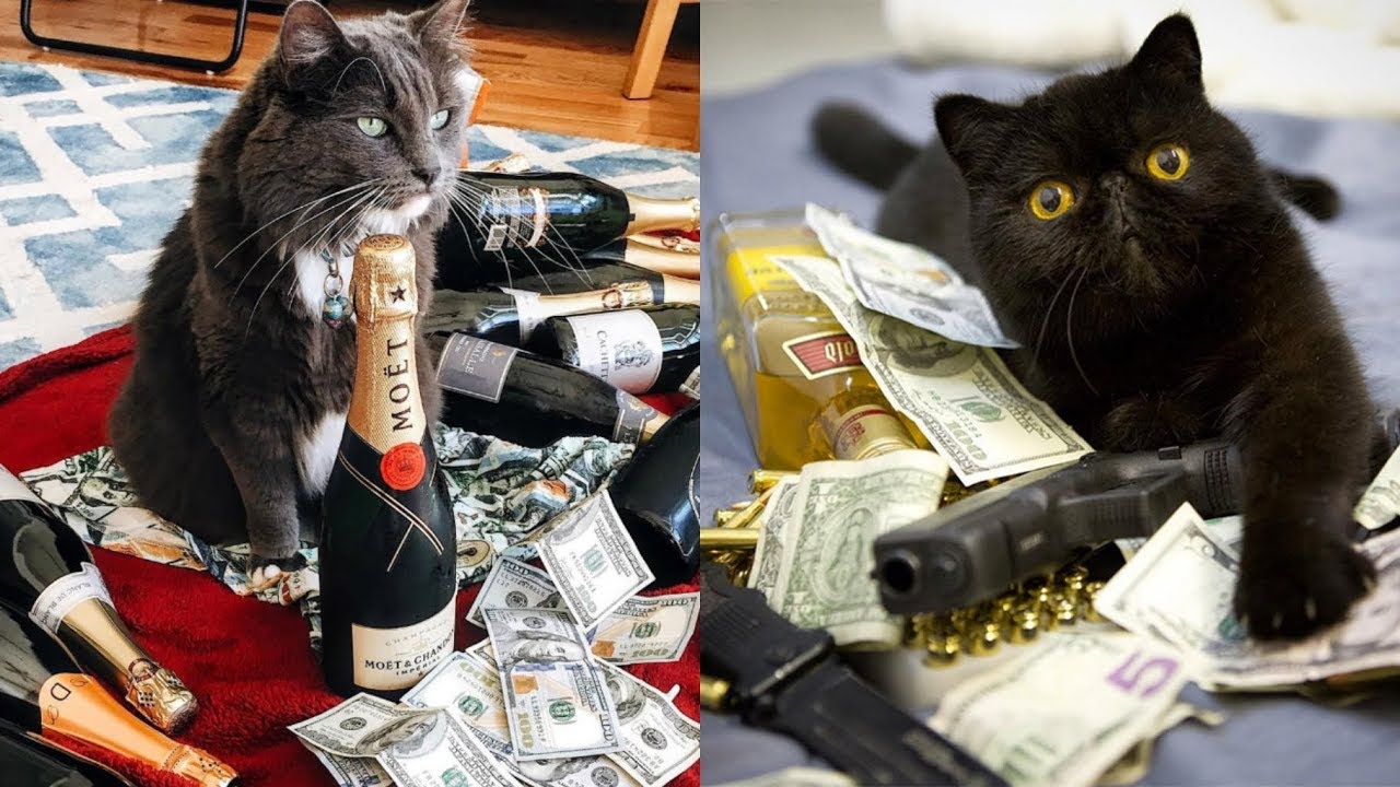 Rich Gangster Cats Flexing Their Wealth - YouTube