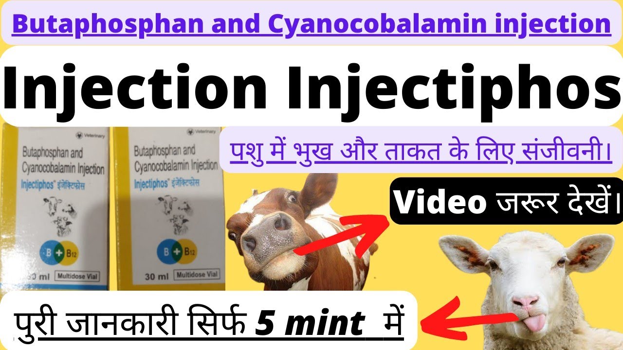 Butaphosphan and Cyanocobalamin injection | Injection injectiphos ...