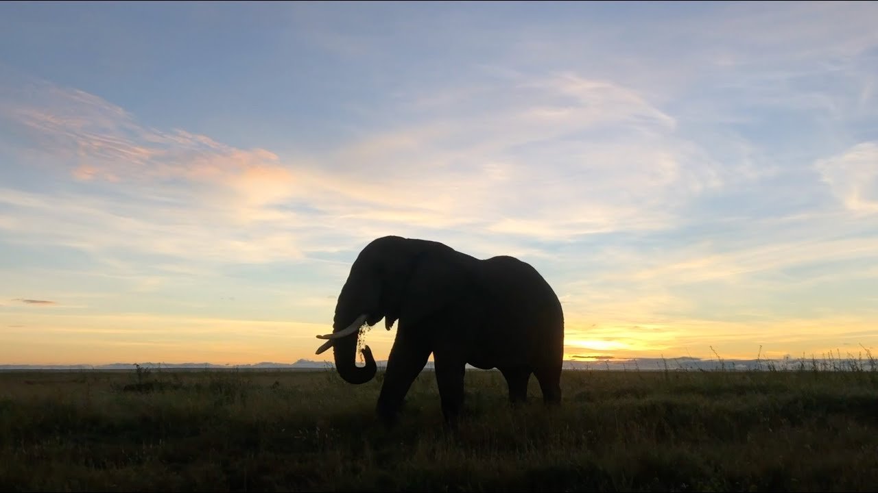 Wildlife Photography Pro Tip: Point of View - YouTube