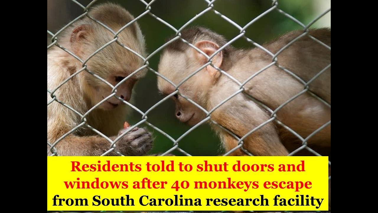 Residents told to shut doors & windows after 40 monkeys escape from ...