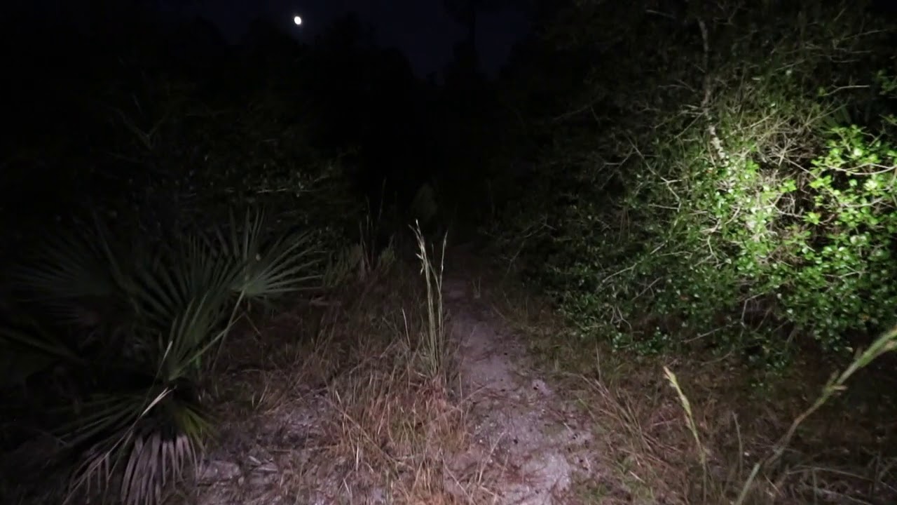 (Why Yelling "HEY BEAR" Works) Possible Squatch? Ocala missing footage ...