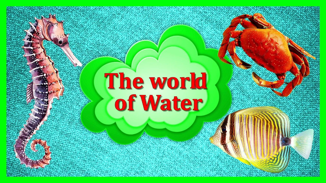 THE WORLD OF WATER 🦀 Glenn Doman Flash Cards | Educational cards Doman ...