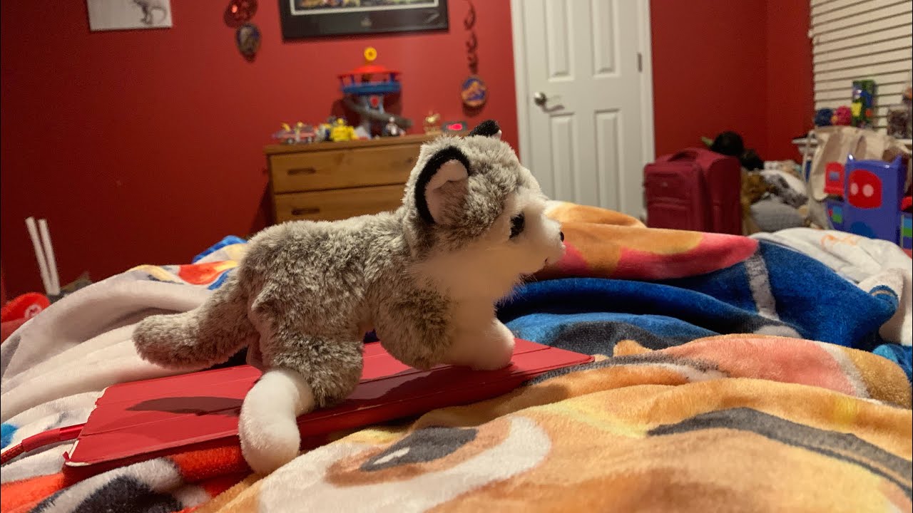 Ty beanie babies “Baltic” the grey wolf 🐺 - YouTube