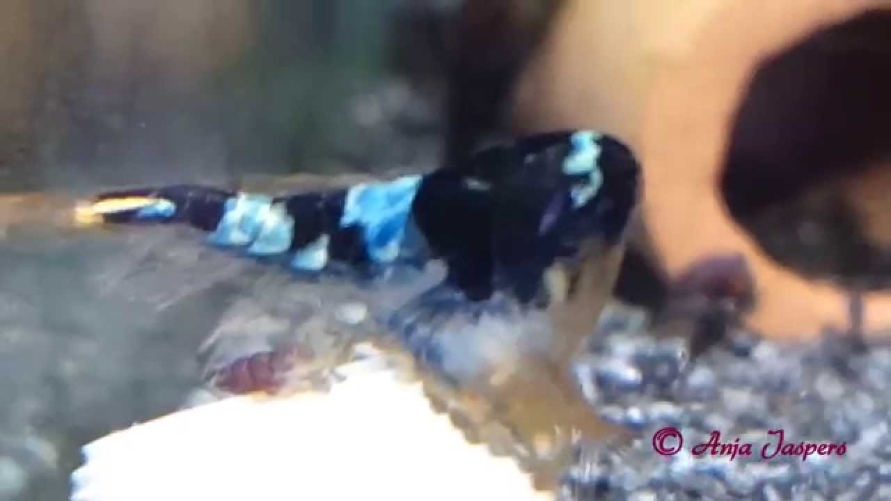 Taiwan Bee Blue Panda - Häutung - YouTube