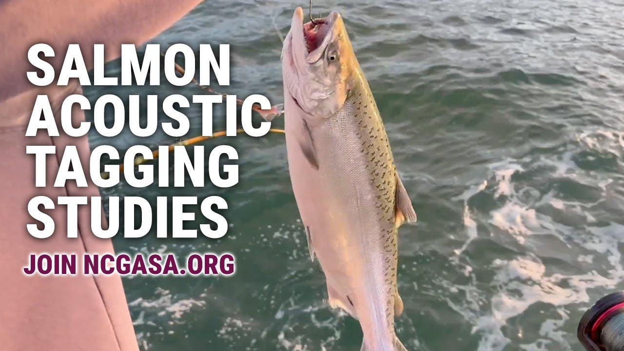 Chinook Salmon Tagging Study North Marin Coast - YouTube
