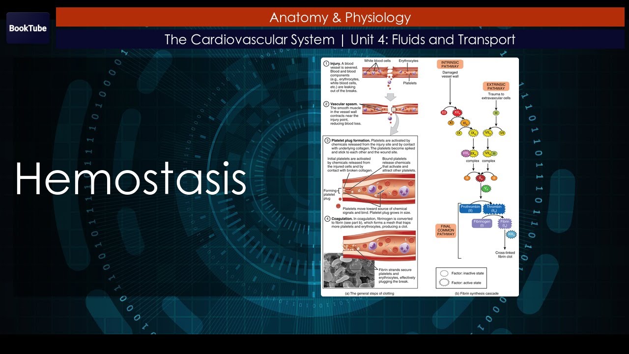 Hemostasis | The Cardiovascular System | Unit 4: Fluids and Transport ...