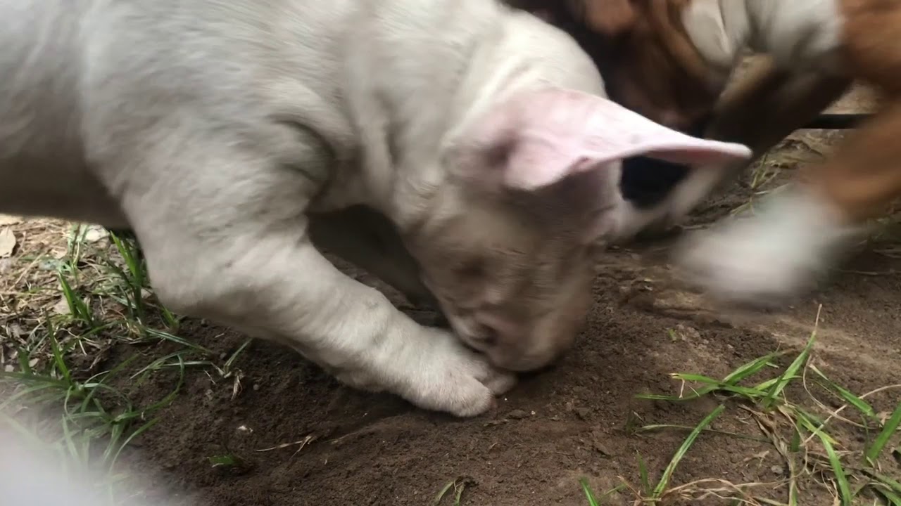 My Tots 2019 Bull Terriers - YouTube