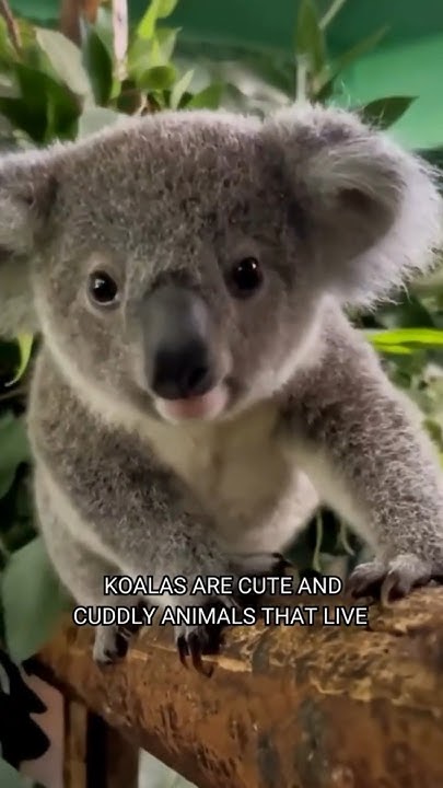 Koala Cuteness Overload - YouTube