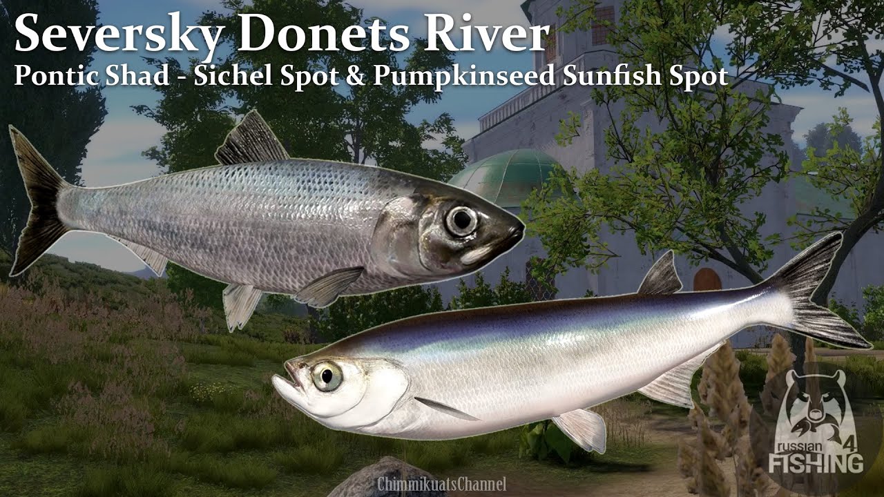 RF4: Seversky Donets River Pontic Shad & Sichel - Pumpkinseed Sunfish ...